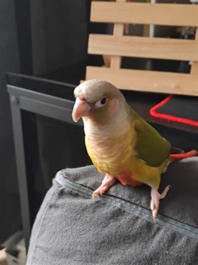 Sun Conure Parrot Dancing Fun