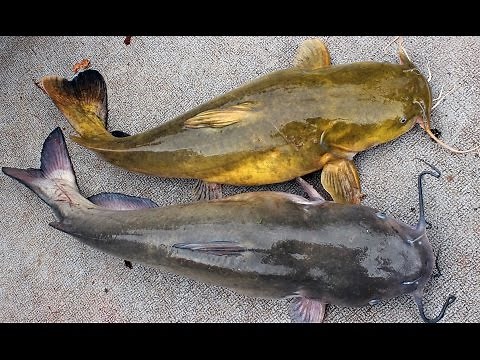 How to Catch Catfish - Fishing for catfish in winter