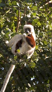 47K views · 1.9K reactions | Pumpkin spice szn color palette  Whose fall hue stands out to you? 獵 Orangutans 獵 François' Langurs 獵 Red-ruffed Lemurs 獵 Sifakas 獵 Squirrel Monkeys #pumpkinspice #primates #sandiegozoo | San Diego Zoo | Facebook