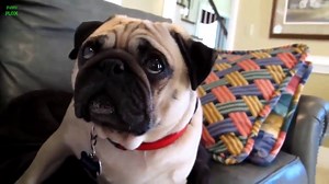 Funny Guilty Dogs Compilation