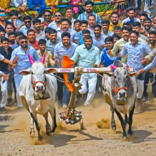 ||Bailgada Sharyat|| #sharyat #bailgada #trending #bailpola #trendingshorts