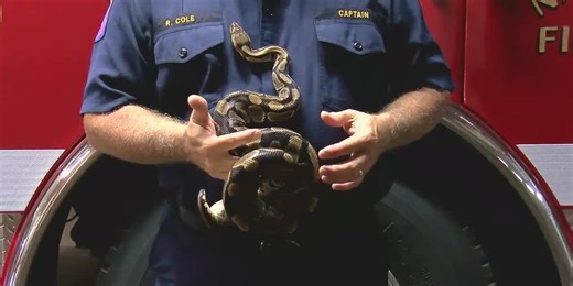 Nacogdoches venom response team talks about snake wrangling