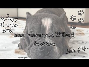 Meet new rescue Wilbur pt 2