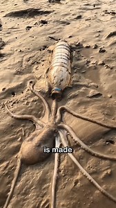 25K views · 115 reactions | Why is an octopus able to squeeze so quickly into a hole that looks way smaller than its body | Seethee | Facebook