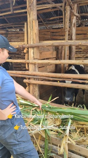 Misheck malisen lwenje on Instagram: "🟫karibu@@kilimohalisi kwa huduma ya miche Tupigie number hizi bure +255672568516 +255684153567 0772320288 🟫Mfumo huu wa umwagiliaji unapatikana Kwa 15000,dumu 3000 usafiri mikoni ni ,10000 tupo bomang'ombe wilaya ya Hai mkoa wa kilimanjaro 🟫Mafunzo ya kilimo,mimea lishe, na. Ushauri wa kilimo tuna group la whatsup 0652553944 Kwa gharama nafuu karibu kwenye familia. 🟫Tunapokea wadau Wanao taka kuja kujifunza apa tulipo Kwa gharama nafuu . 🟫Kilimo ndo asi