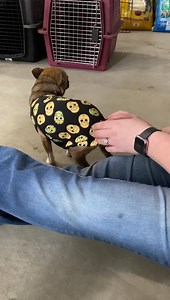 A sneak peek behind the scenes for how we get our small dogs a little more decompressed and happy after arrival to WCHS. These four are all still available for adoption. They are currently in fostering homes so a meet and greet would need to be scheduled PJ is the Doxie mix that’s first on the video. Phoebe is the long haired chi second. Wiley is the little chi who’s wearing the sweater. Kermit is the other chi doxie who’s a little camera shy! Call 218-632-5938 to schedule today! | Wadena County