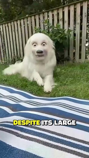 Great Pyrenees Dog 🐶 | Gentle Giant & Loyal Guardian