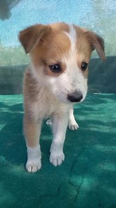 ADOTATTO https://fb.watch/gafidegYjF/ CE LA FATE A CONDIVIDERE ❓️❓️❓️❓️ ..... Qui la notte inizia a far freddo.... !!! Per dei cuccioli la vita in rifugio Con l arrivo dell Inverno ,sarà davvero tosta ... Ad oggi nessuna richiesta arrivata è risultata idonea.. Gente che nn conosce nemmeno il nome del cane per il quale scrive.. Chi Nn ha letto nemmeno una riga della scheda info e continua a fare domande demenziali E le risposte sono già scritte ..ma La superficialità che dimostrate è allucinante.