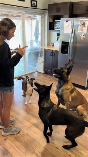 3.8K views · 40 reactions | Dog Helps Make Dog Treats _fix_002 #dogcookies #doglover #dogtreats #dogmom | John Patte | Facebook