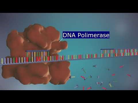The DNA Replication Process - (3D Narrated Animation)
