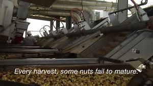 Harvest is here! In pistachio farming, goodness floats and nothing goes to waste. See why: http://ow.ly/36Uj30lpd7x #harvest #harvest2018 #knowyourfood | American Pistachio Growers