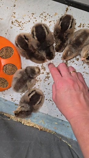 3.1K views · 20 reactions | Most people don’t realise how important...