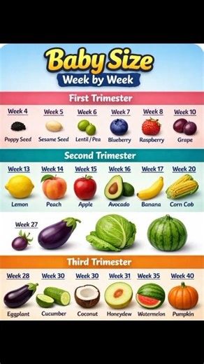 Fetus size vs Fruit size #babygrowth