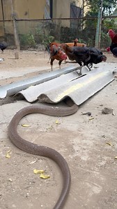 22K views · 58 reactions | Save Snake Save Life ❤️. Please follow me. #fbreelsvideo #viralfb #viralreels #shorts #facebookreels #snakevideo #treanding | Mobarak Snakesaver | Facebook