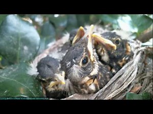 Robins Nest from laying to hatching April 2013 via webcam