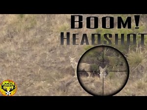 Insane Coyote Hunting Action With Decoy Dogs!