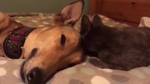 80K views · 517 reactions | Sometimes all a greyhound needs is a bit of TLC from a best friend. Credit: Michael Purves and Indie the greyhound | CAGED Nationwide | Facebook