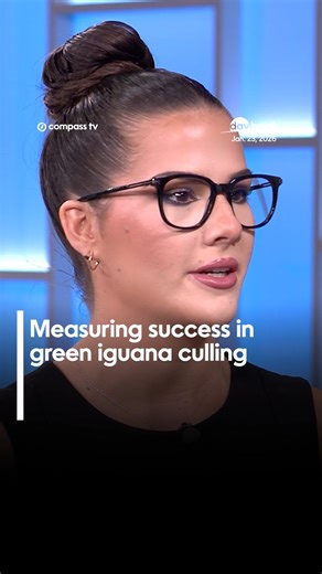 The Government has renewed a contract with a local company to continue culling invasive green iguanas in the Cayman Islands. Tim Austin from the Department of Environment explains what success looks like in terms of controlling green iguana numbers. 📌 Watch the full interview online at compasstv.ky or on our YouTube | Compass TV
