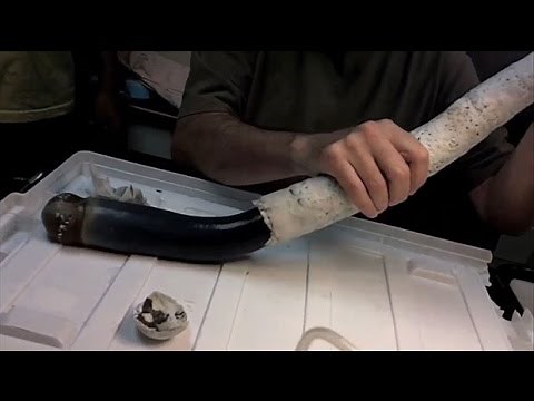 Scientists extract rare giant shipworm from shell in toe-curling video