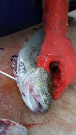 Shocking Speed 😳 This Fish Was Gone in 25 Seconds! ⏱️