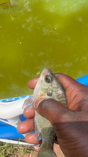 893 reactions · 5 comments | Caught this small bluegill out of my pool pond . #holdyourmouthright #PoolPond | Malik Joyner | Facebook