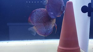 Watch Eruption Discus Fish laying eggs on Kegel Spawning cone on Amazon Live