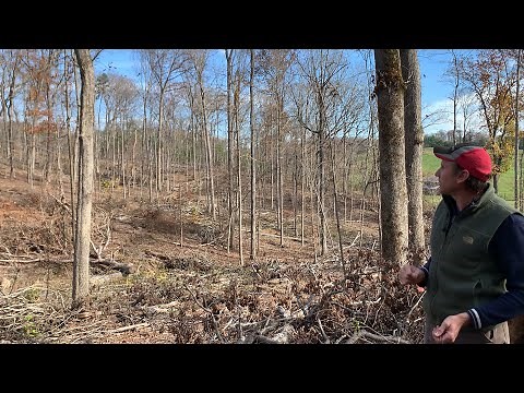 Fifteen Minutes in the Forest: Managing a Hardwood Forest Part 2