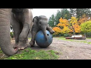 Baby Elephant Tula-Tu Plays Ball With Her Tiny Trunk