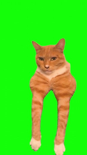 Funny Green Screen Cat Mewing Meme Compilation
