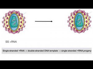 HIV drugs + Lifecycle