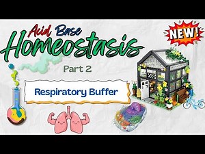 ⚖️Acid Base Homeostasis 🏡2 :⭕ Respiratory Buffer 🫁