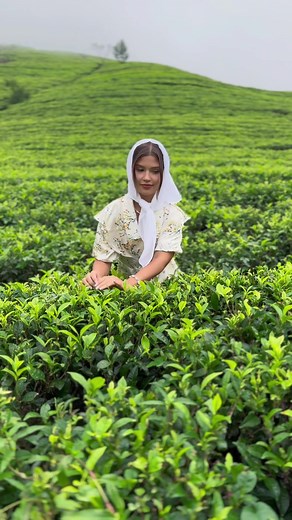 Ceylon black tea As you may have guessed, this country is known for its production of Ceylon black tea. Praised for its unique taste and signature aroma, Sri Lanka is currently the fourth largest tea producer in the world and one of the world's leading tea exporters. #шриланка #шри_ланка #srilanka #Хиккадува #Галле #Мирисса #Бентота #Тринкомали #Коломбо #Негомбо #русскиетуристы #россия #шриланка2023 #шриланка #srilanka #шриланкаэкскурсии #гидвшриланке #гиднашриланке #турыпошриланке #турнашриланк