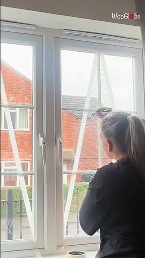 Christmas Decoration Magic: Transform Your Windows with Festive Flair || WooGlobe