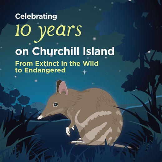 From Extinct in the Wild to thriving - ten years on. In 2015, Eastern barred bandicoots were released on Churchill Island in a bold move to save the species. A decade later, they’re not only surviving, they’re spreading across Churchill, French Island and Milawul (Phillip Island), with sightings in places like Ventnor, Smiths Beach and Rhyll. 'Moving the Eastern barred bandicoots to island safe havens without foxes... has effectively given them a lifeline.' - Dr Duncan Sutherland, Senior Scienti