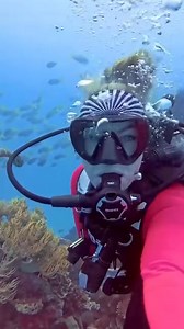 So cute dive buddy turtle 🎥: @dive_down_under https://www.instagram.com/dive_down_under/ - #scuba #scubadiving #scubadivinggirl #scubadivinglife | Diving Specials