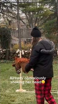 She’s for sale RIGHT NOW! Go to our community posts!! SOLD #hobbyhorse #horse #viral