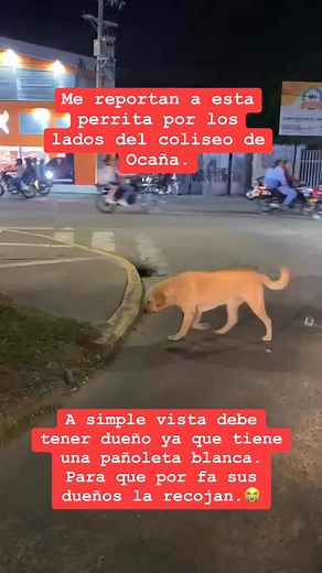 2.1K reactions · 1.1K shares | Me reportan a esta perrita que está por los lados del coliseo de Ocaña. A simple vista parece tener dueño, tiene una pañoleta blanca con florecitas o Pepas. Además la vieron caminando un poco coja. Por fa papitos humanos, pasen a recogerla para que no la atropellen. Es muy noble y bonita.凉 | Esther Rincón | Facebook