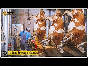 Melihat Peternakan Sapi Terbesar Australia dan Mesin Potong Sapi Modern dengan Teknologi Canggih