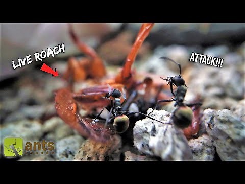 Cockroach Still Moves While Being Eaten By Ants