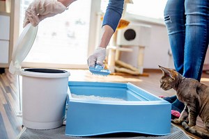 How to Clean Your Cat's Litter Box