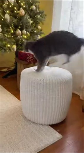 Normal Cat #cat #animals #cute