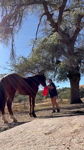 Operant conditioning (clicker training) is really useful when your horse is confined but still needs their mind exercised. Tuk Tuk got tangled in a fence a few days ago and injured his leg. Thankfully it is just soft tissue damage and he will make a full recovery. I am keeping him in his own pen, next to the field where the rest of the herd is, until he is healed. He is bored. He whinnies to me when it is time for training 😂 Mom has used operant conditioning for the past 30 years to train servi