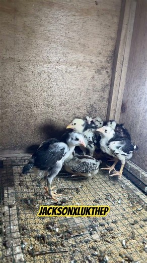 West Java Bandung Rooster Farm