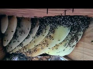 Bee Hive removal from front porch ceiling