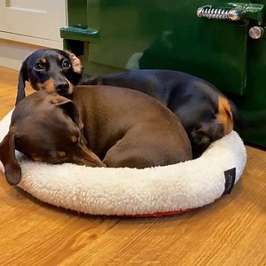 When you hear the treat bag open ⠀⠀⠀⠀⠀⠀⠀⠀⠀ 🎥: @daisysausage | Natural Dog Company