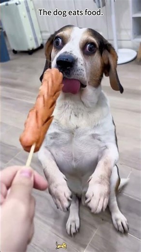 It’s fun to watch these dogs eat 😂#dog #funnydog #funnyanimals #interesting #animal