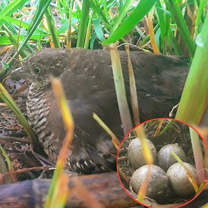 13 reactions | Buttonquail Bird Egg Heat | Review Bird All | Facebook