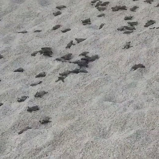 More sea turtle hatchlings along the island! 🐢🏖 Just keep swimming! 🌊 Remember: #LightsOutAMI 📹: lasoga | Anna Maria Island Chamber of Commerce