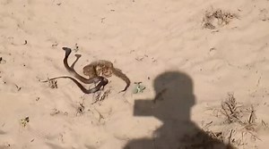 OMG! Best Fighting | Beautiful Planet Earth