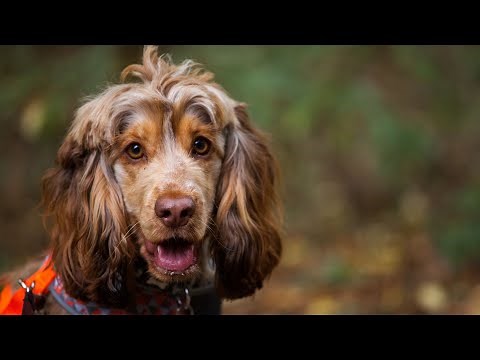 Understanding and Training Solutions for Cocker Spaniel Aggression